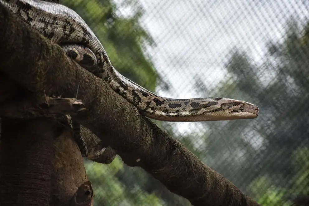 Do I Need Python Anaconda 
