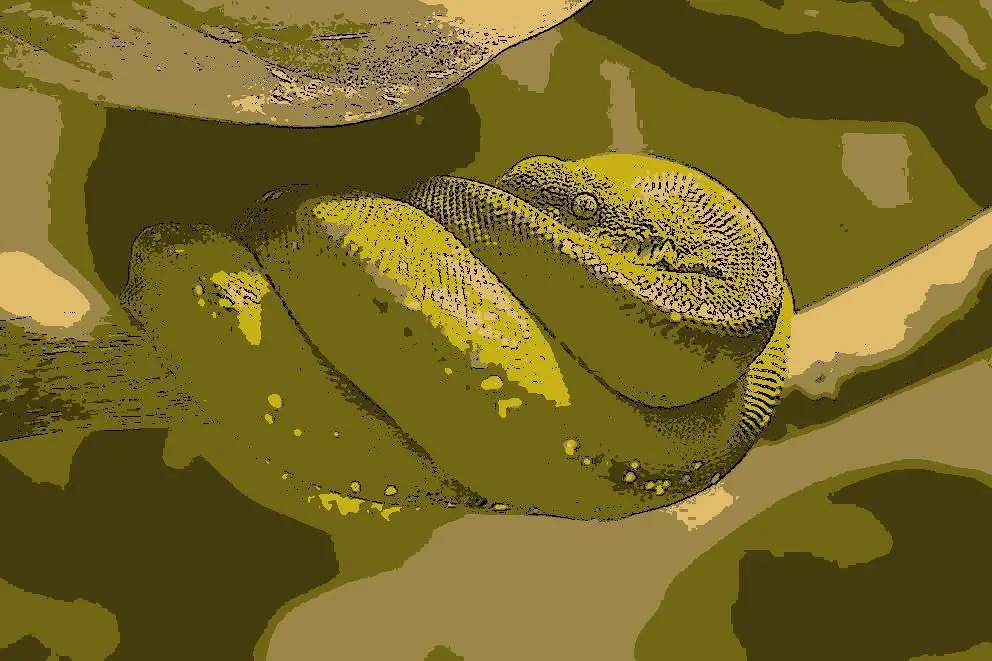 Should I Learn C Or Python 